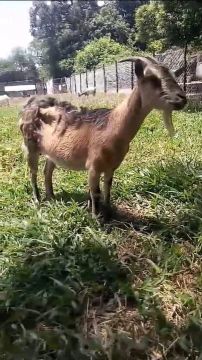 "mini cabras" no Brasil