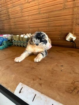 "bode filhote" no Brasil