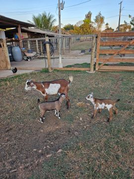 "mini cabras" no Brasil