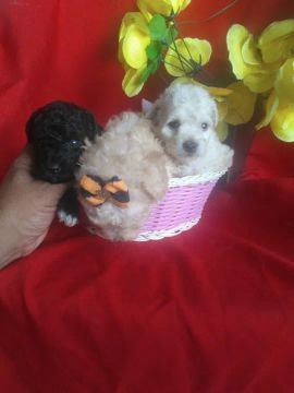 "poodle zero" - Cachorros no Brasil