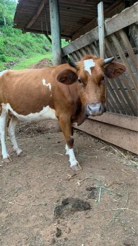 "vaca jersey" - Animais para agropecuária no Brasil