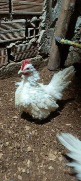 "galinhas garnizes" no Brasil