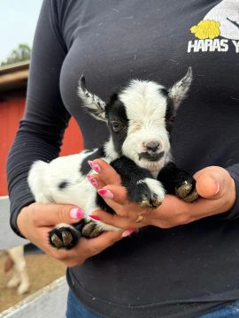 "mini cabras" no Brasil