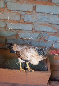 "galinhas garnizes" no Brasil