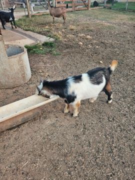 "mini cabras" no Brasil