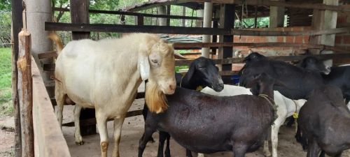 "bode filhote" no Brasil