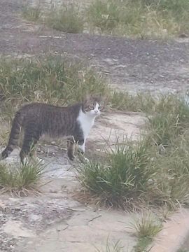 "gatos rajados" - Gatos no Brasil