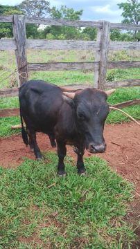 "boi mini boi" - Animais para agropecuária no Brasil
