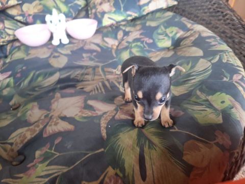 "pinscher 00 miniatura" - Cachorros no Brasil