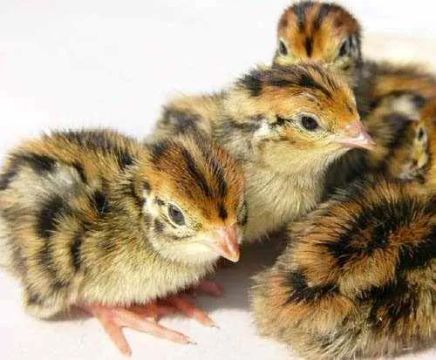 "galinha da angola" - Outros animais no Brasil