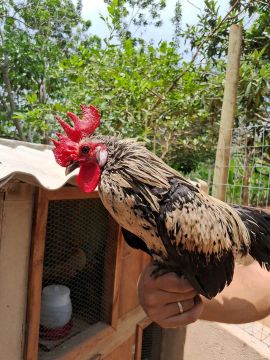 "galinhas garnizes" no Brasil