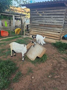 "mini cabras" no Brasil