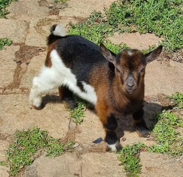 "mini cabras" no Brasil