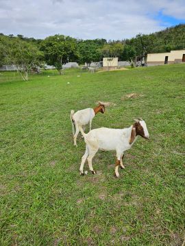 "cabras boer" no Brasil