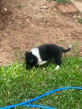 "bode filhote" no Brasil