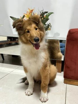 Cachorros na Paraíba