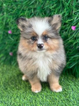 "spitz merle" - Cachorros no Brasil