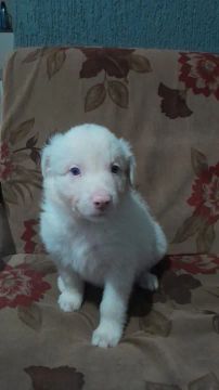 "bode filhote" no Brasil