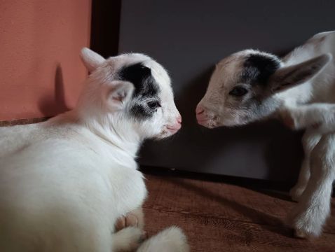 "mini cabras" no Brasil