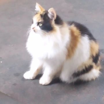 "filhotes de gatos angora" - Gatos no Brasil