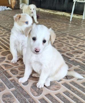 "bode filhote" no Brasil