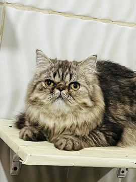 "gatos rajados" - Gatos no Brasil