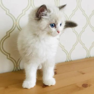 "ragdoll" - Gatos no Brasil