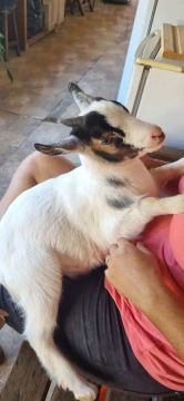 "mini cabras" no Brasil