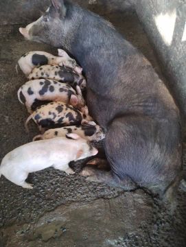 "filhotes de porcos" - Outros animais no Brasil