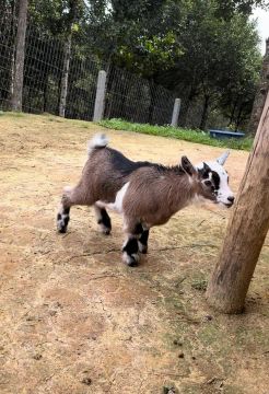 "mini cabras" no Brasil