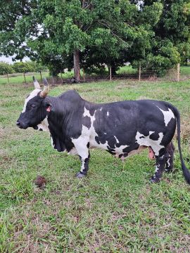 "boi mini boi" - Animais para agropecuária no Brasil