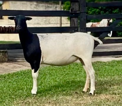 "carneiros dorper" no Brasil
