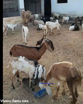 "cabras e cabritos" no Brasil