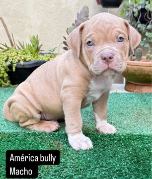 "filhotes de american bully" - Cachorros no Brasil