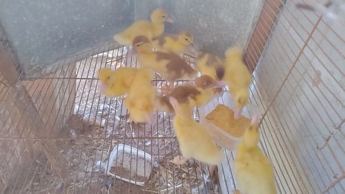 "filhotes de patos" - Outros animais no Brasil