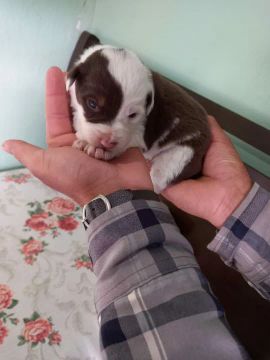 "bode filhote" no Brasil