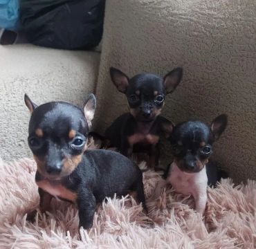 "pinscher albino" - Cachorros no Brasil