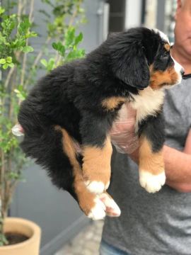 "filhotes de bernese" - Cachorros no Brasil