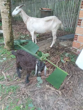 "bodes e cabras" no Brasil