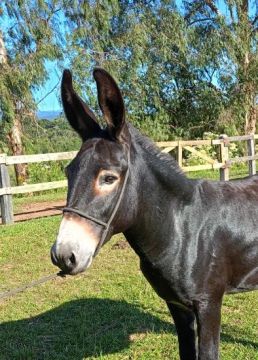 "jumentos" no Brasil