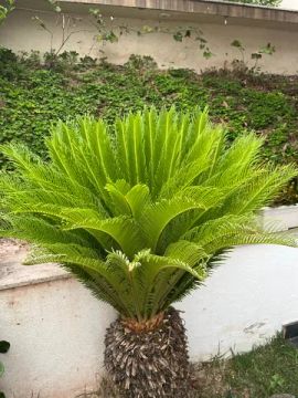 "planta sagu" no Brasil