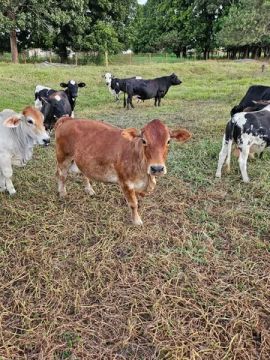 "mini vaca" - Animais para agropecuária no Brasil