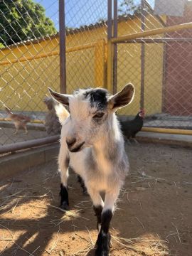 "bode filhote" no Brasil