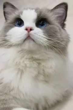 "ragdoll" - Gatos no Brasil