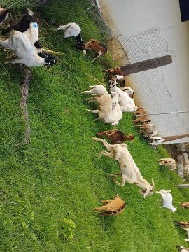 "cabras e cabritos" no Brasil