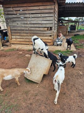 "mini cabras" no Brasil