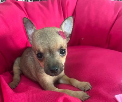 "pinscher 0" - Cachorros no Brasil