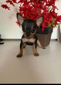 "cachorros pinscher 00" - Cachorros no Brasil