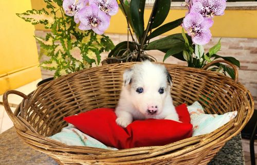 "bode filhote" no Brasil