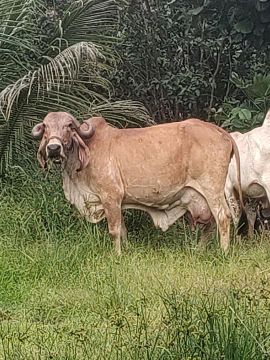 "vacas gir leiteiro" no Brasil